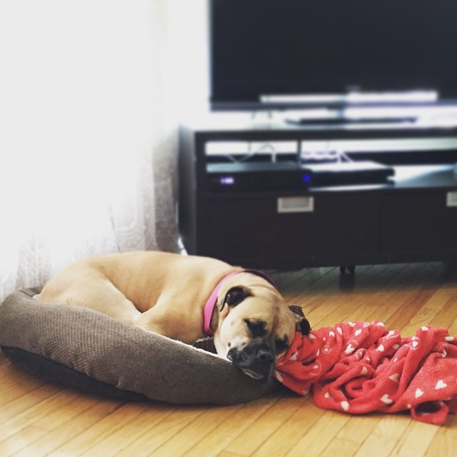 Yes, Your Soul Mate Can Be Your Dog